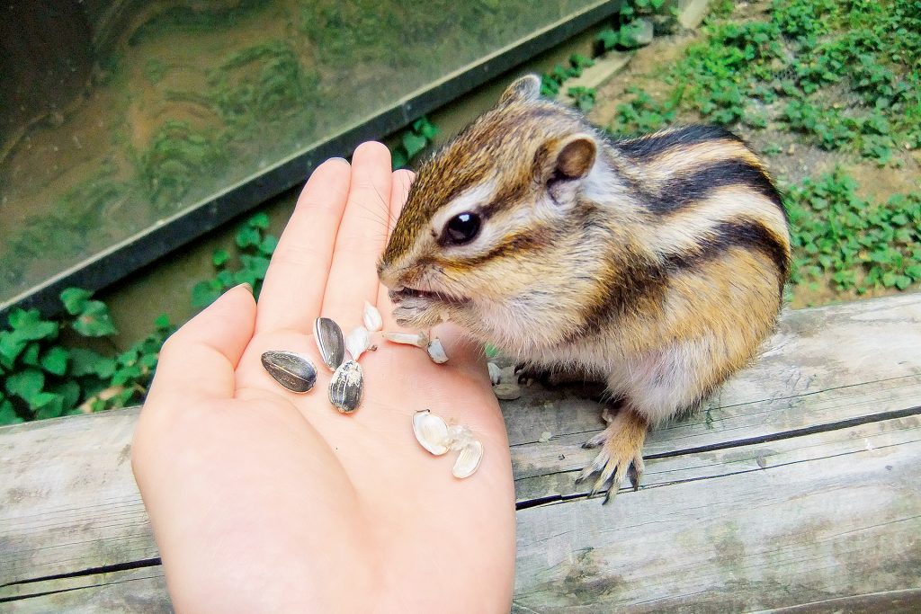 Meet squirrels – Nine Must-do's in TSUBAMESANJO